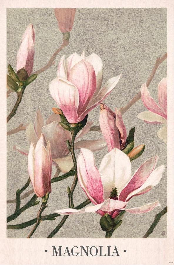 Magnolia Floral Art Poster 24 X 36 Inches Imaginus Posters
