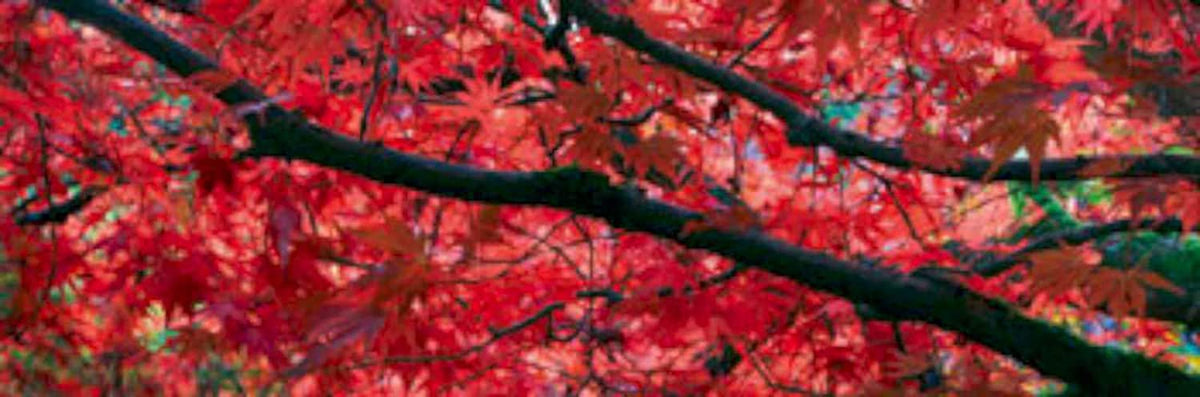 Red Maple Tree - Nature Poster (12 x 36 inches) – Imaginus Posters