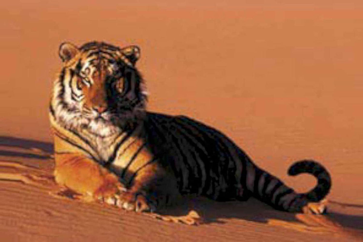 Desert Tiger - Animal Poster (24 x 34 inches) – Imaginus Posters