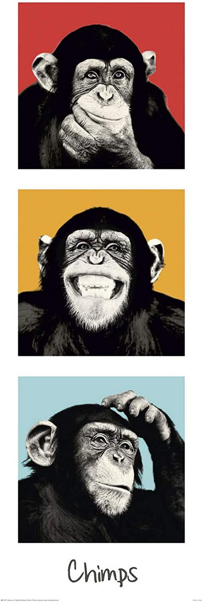Chimp Portraits - Pop Art Poster (12 x 36 inches) – Imaginus Posters