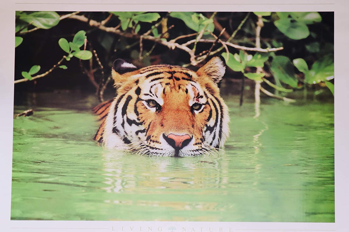 Tiger in the Water - Animal Poster (24 x 36 inches) – Imaginus Posters