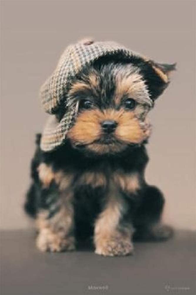 Maxwell - Dog Wearing Hat - Animal Poster (24 x 36 inches) – Imaginus ...