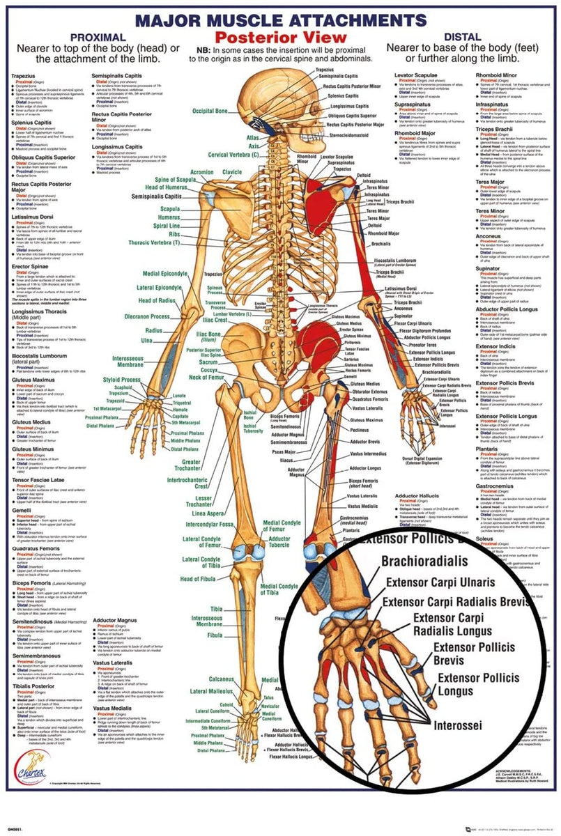 Human Anatomy - Posterior Muscles - Educational Poster (24 x 36 inches ...